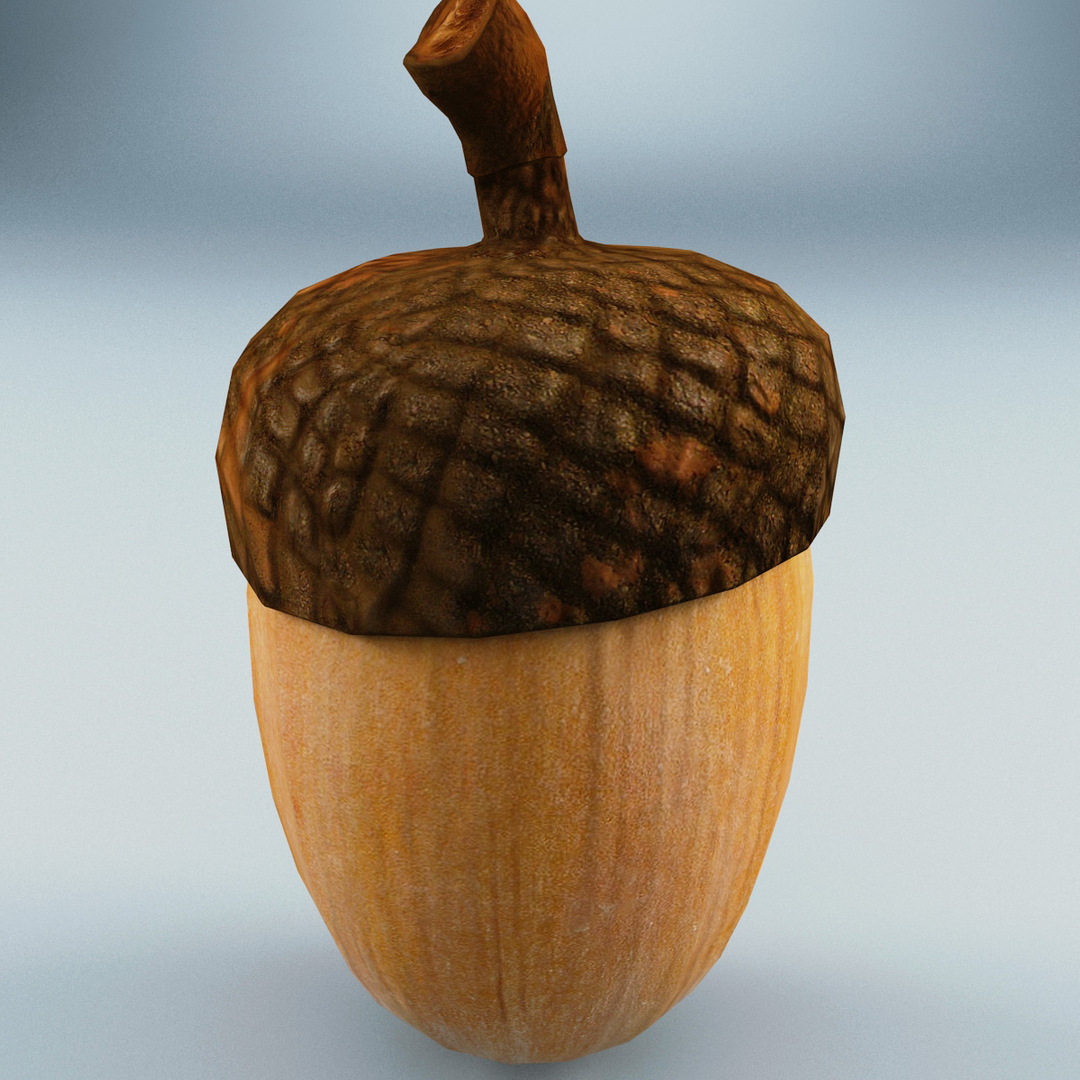 3d model acorn modelled