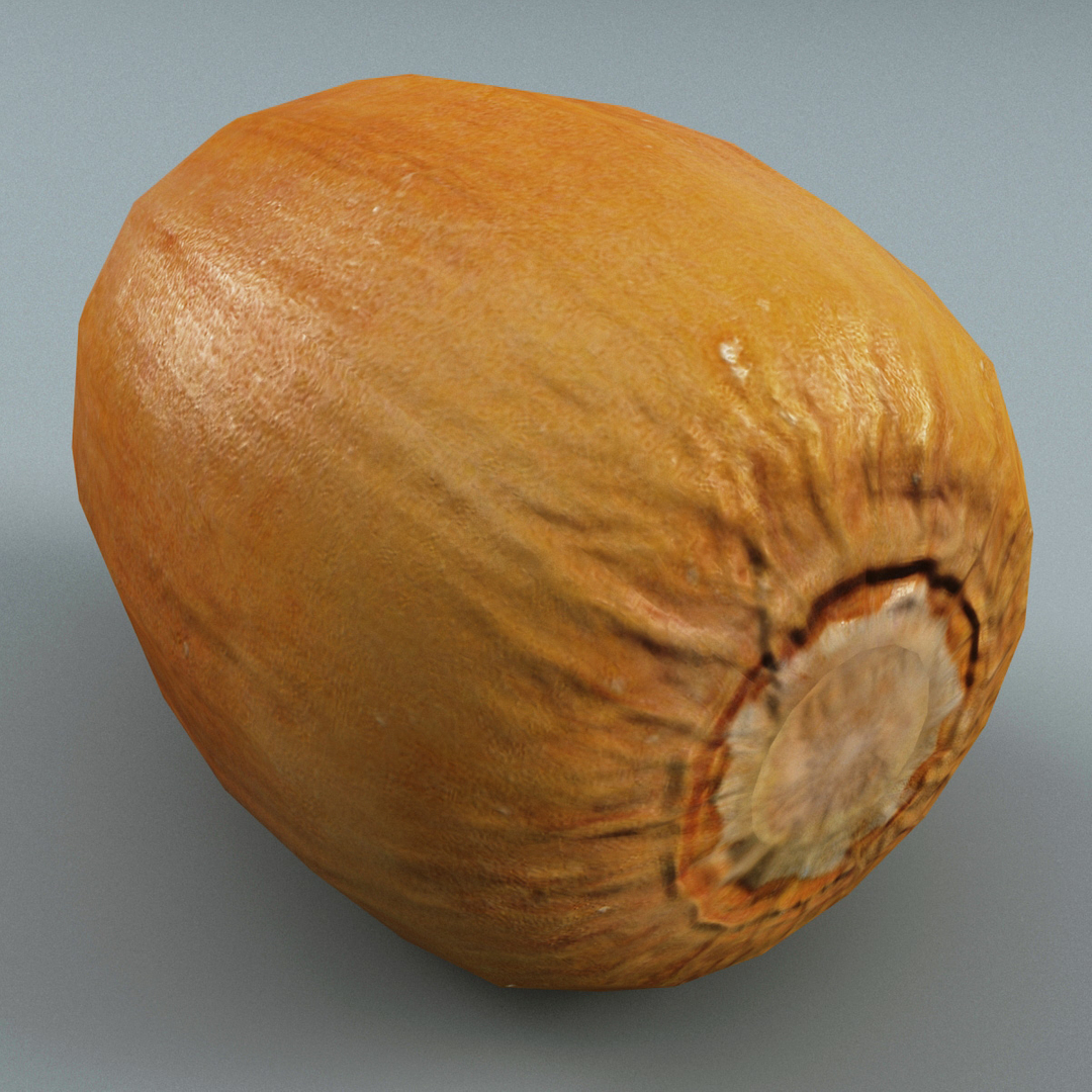 3d model acorn modelled
