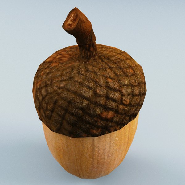3d model acorn modelled