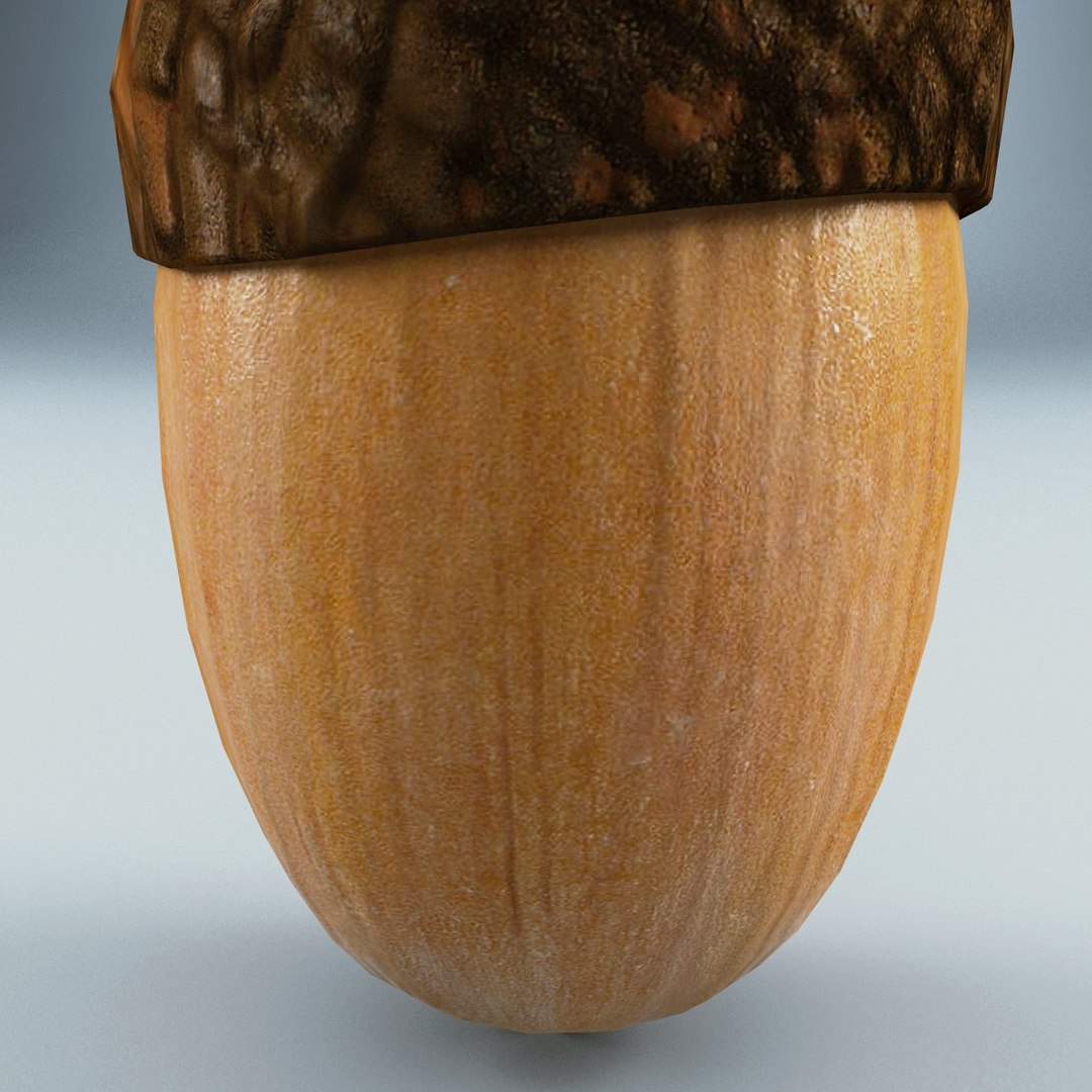 3d Model Acorn Modelled