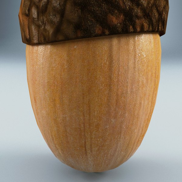 3d model acorn modelled