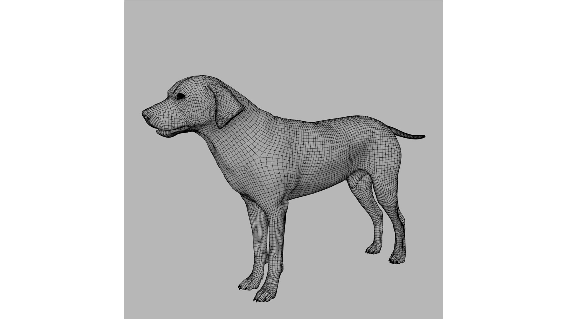 Rhodesian Ridgeback 3D - TurboSquid 1502459
