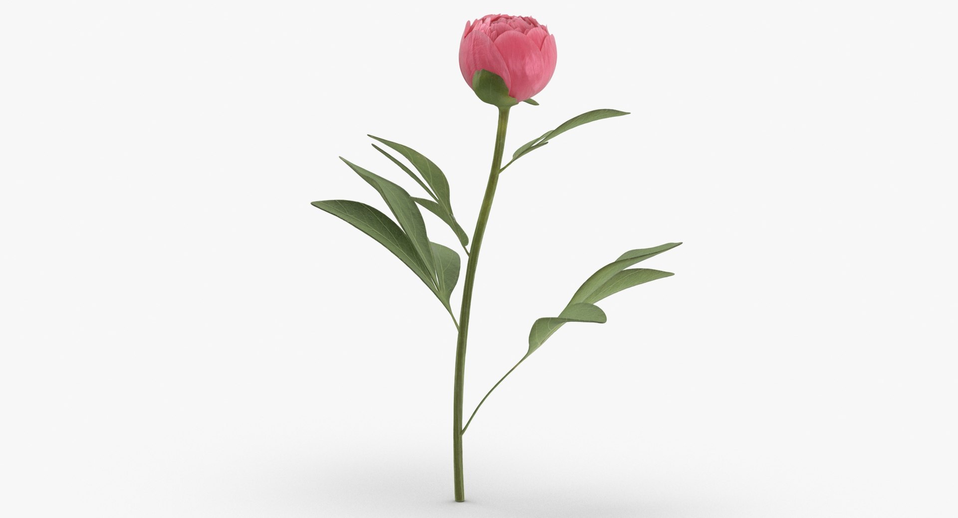 Peony 3D Model - TurboSquid 1600816