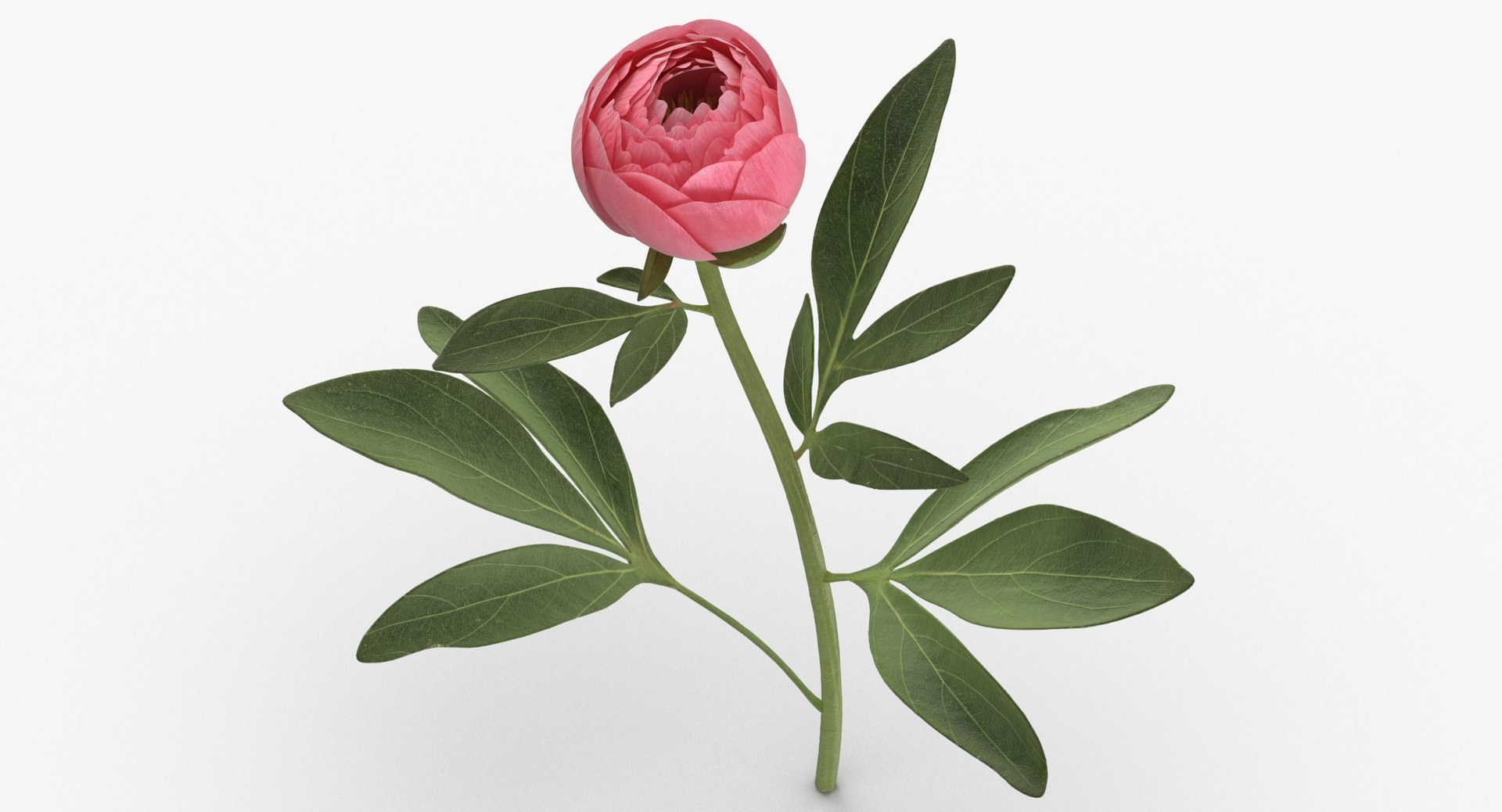 Peony 3D Model - TurboSquid 1600816