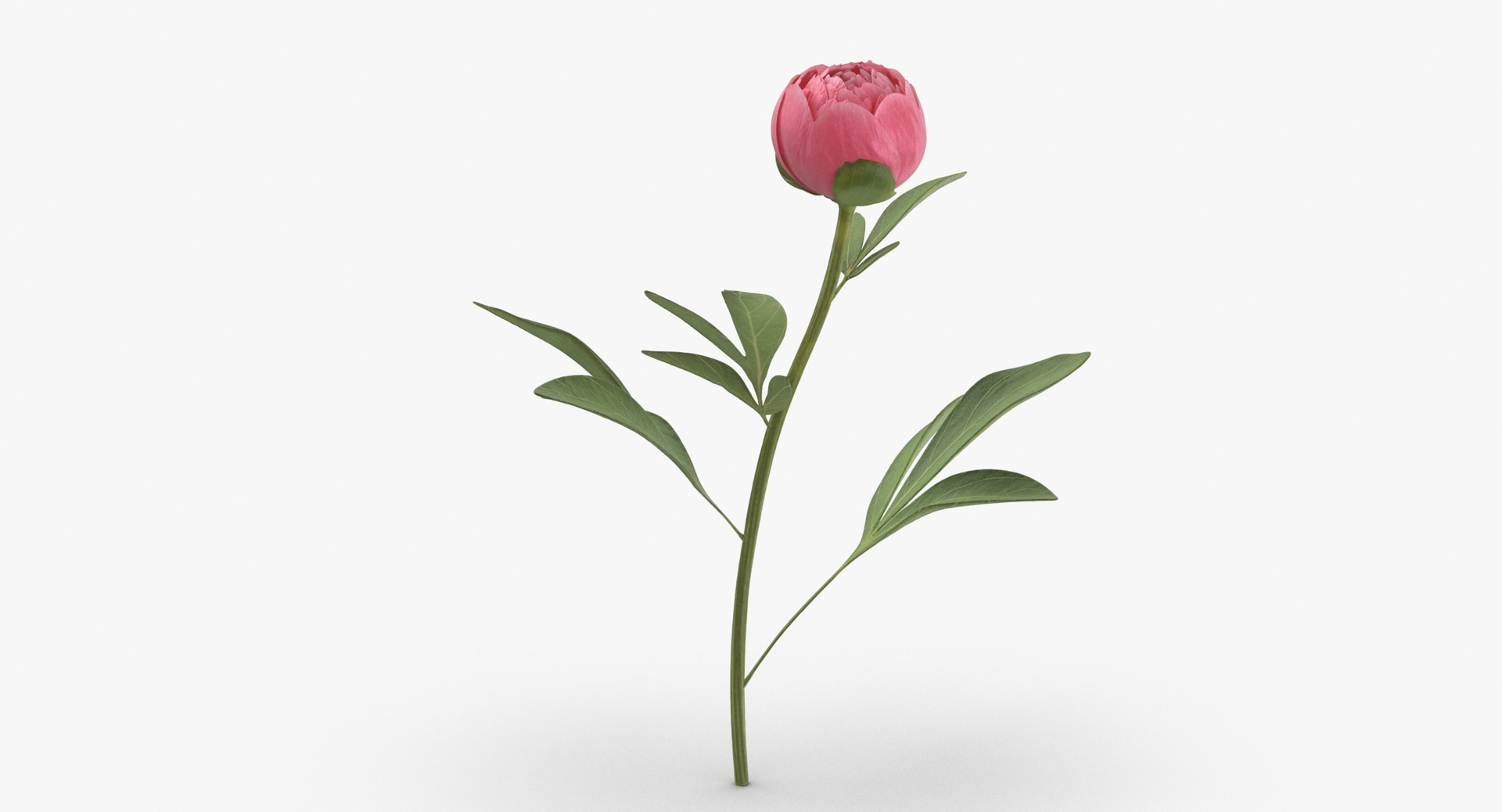 Peony 3D Model - TurboSquid 1600816