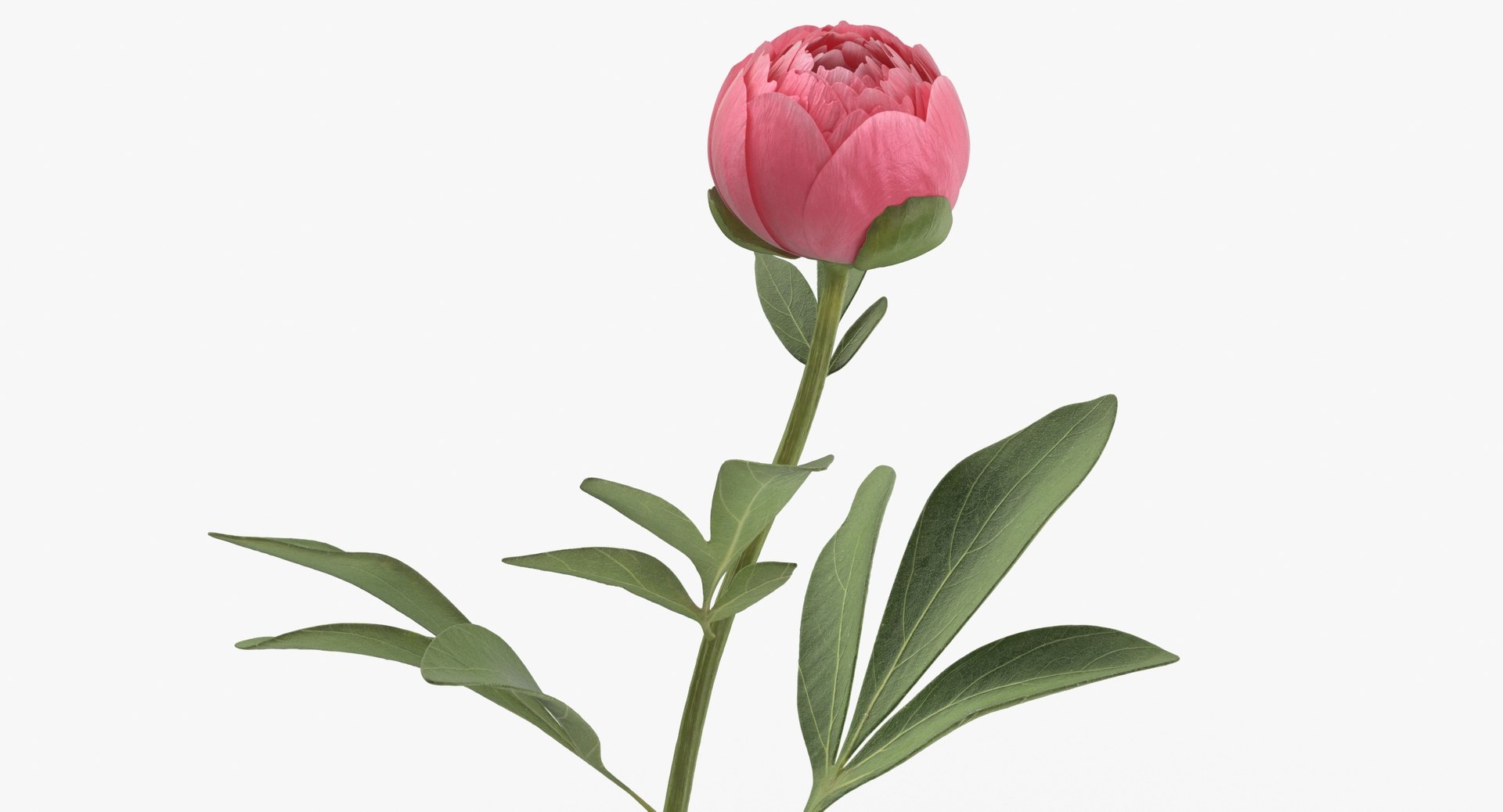 Peony 3D Model - TurboSquid 1600816