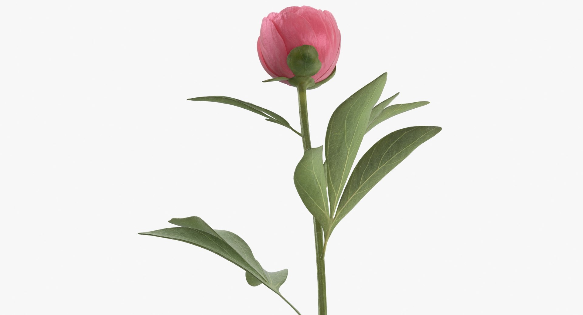 Peony 3D Model - TurboSquid 1600816