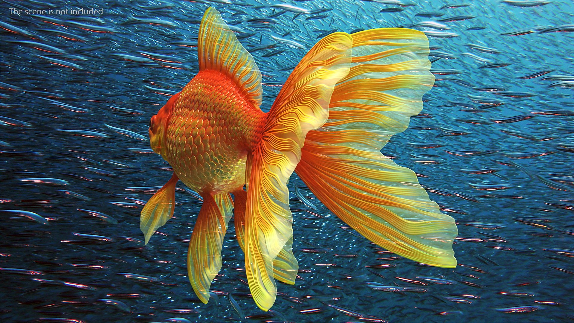 3D Orange Fancy Fantail Goldfish Rigged for Modo - TurboSquid 1763774