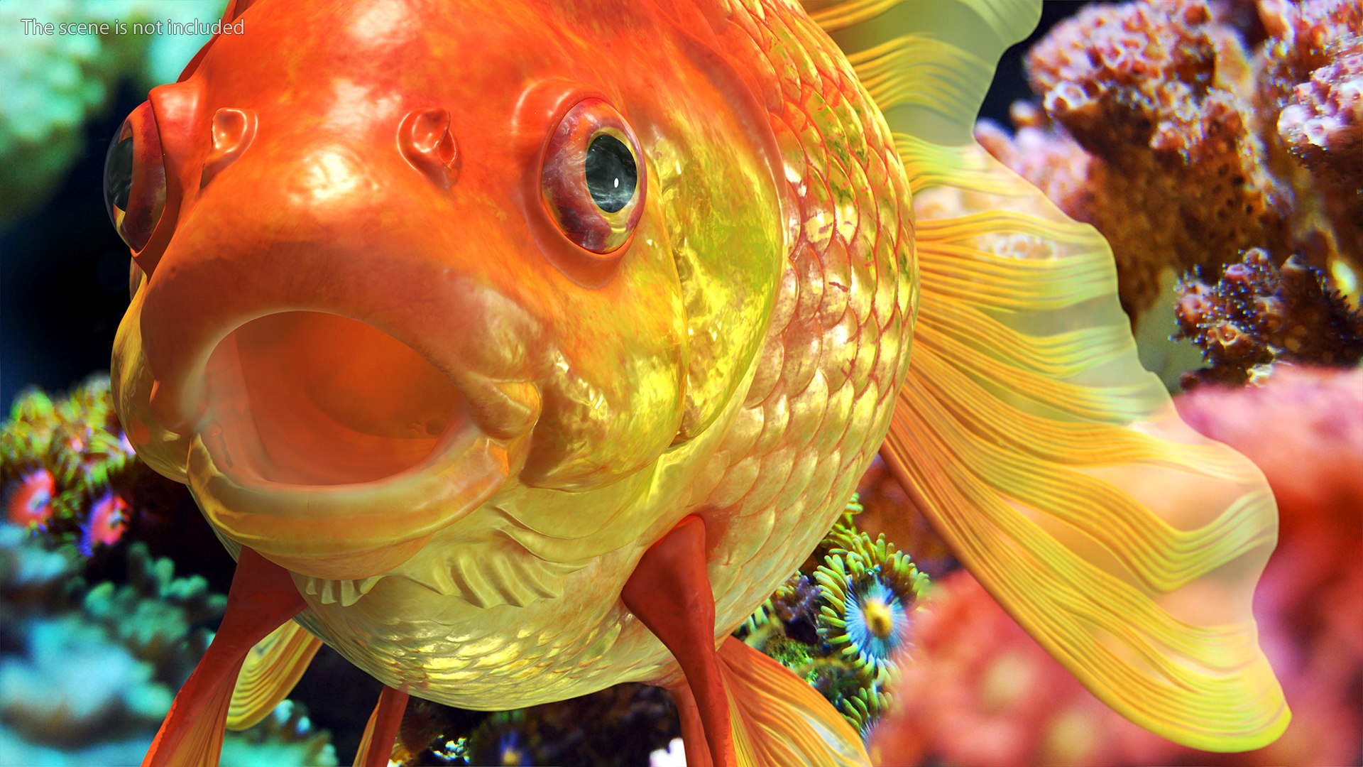 3D Orange Fancy Fantail Goldfish Rigged for Modo - TurboSquid 1763774