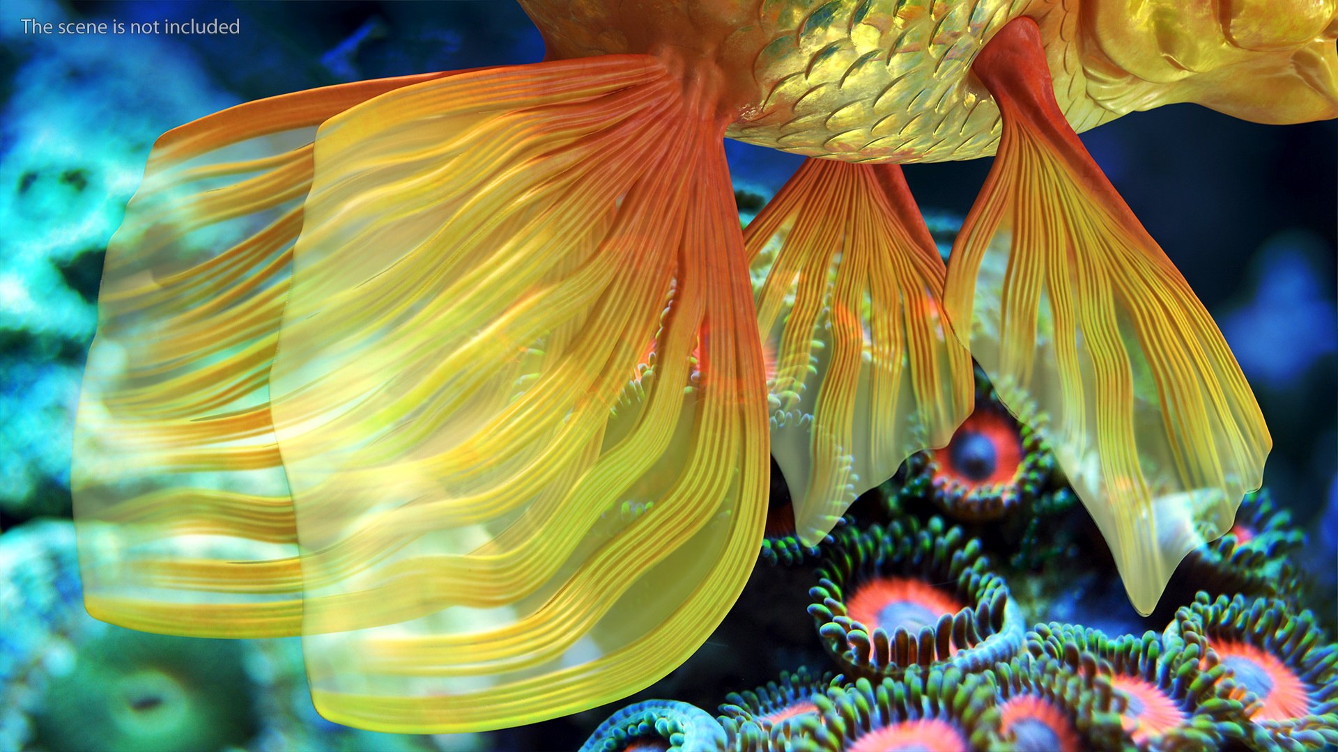 3D Orange Fancy Fantail Goldfish Rigged for Modo - TurboSquid 1763774
