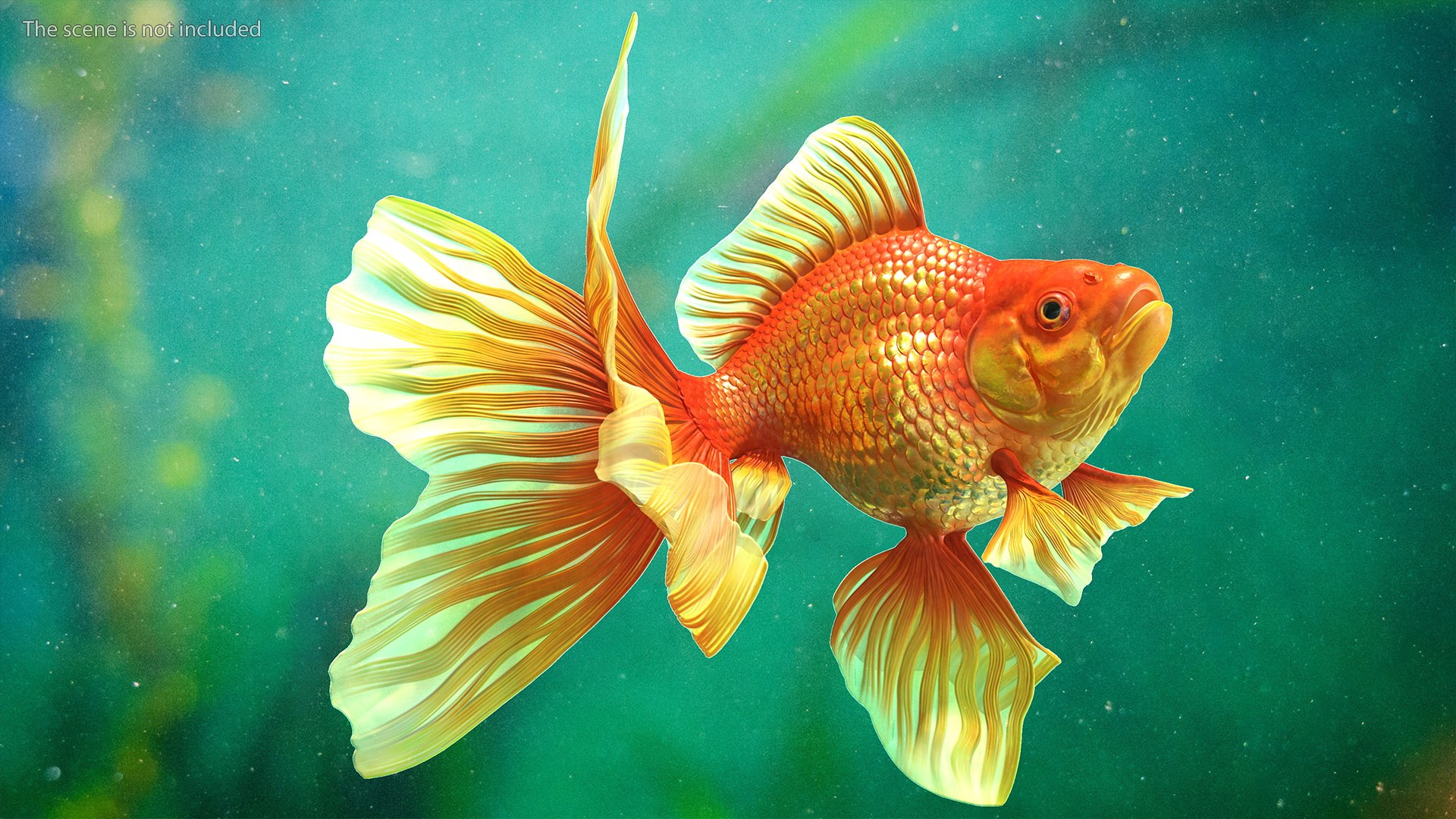 3D Orange Fancy Fantail Goldfish Rigged for Modo - TurboSquid 1763774