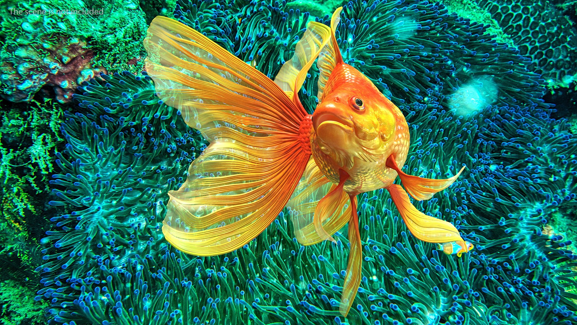 3D Orange Fancy Fantail Goldfish Rigged for Modo - TurboSquid 1763774