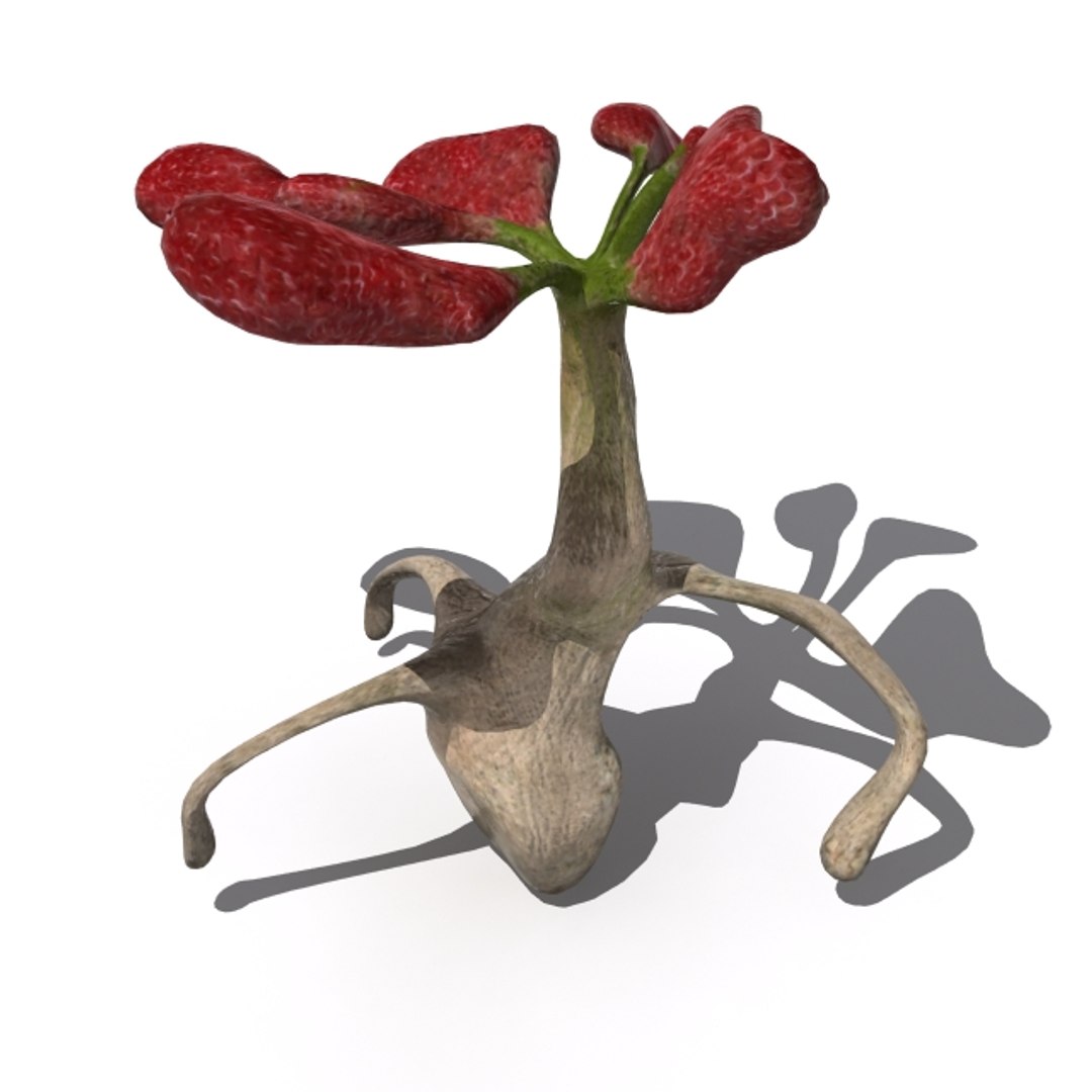 Strawberry Alien Plant 3d Model