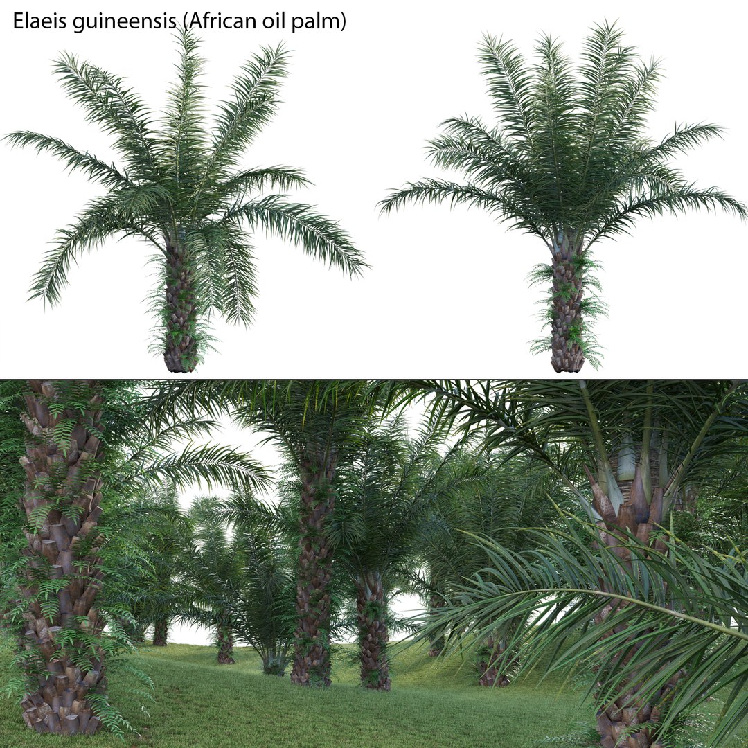 Elaeis Guineensis - African Oil Palm 02 Model - TurboSquid 1984441