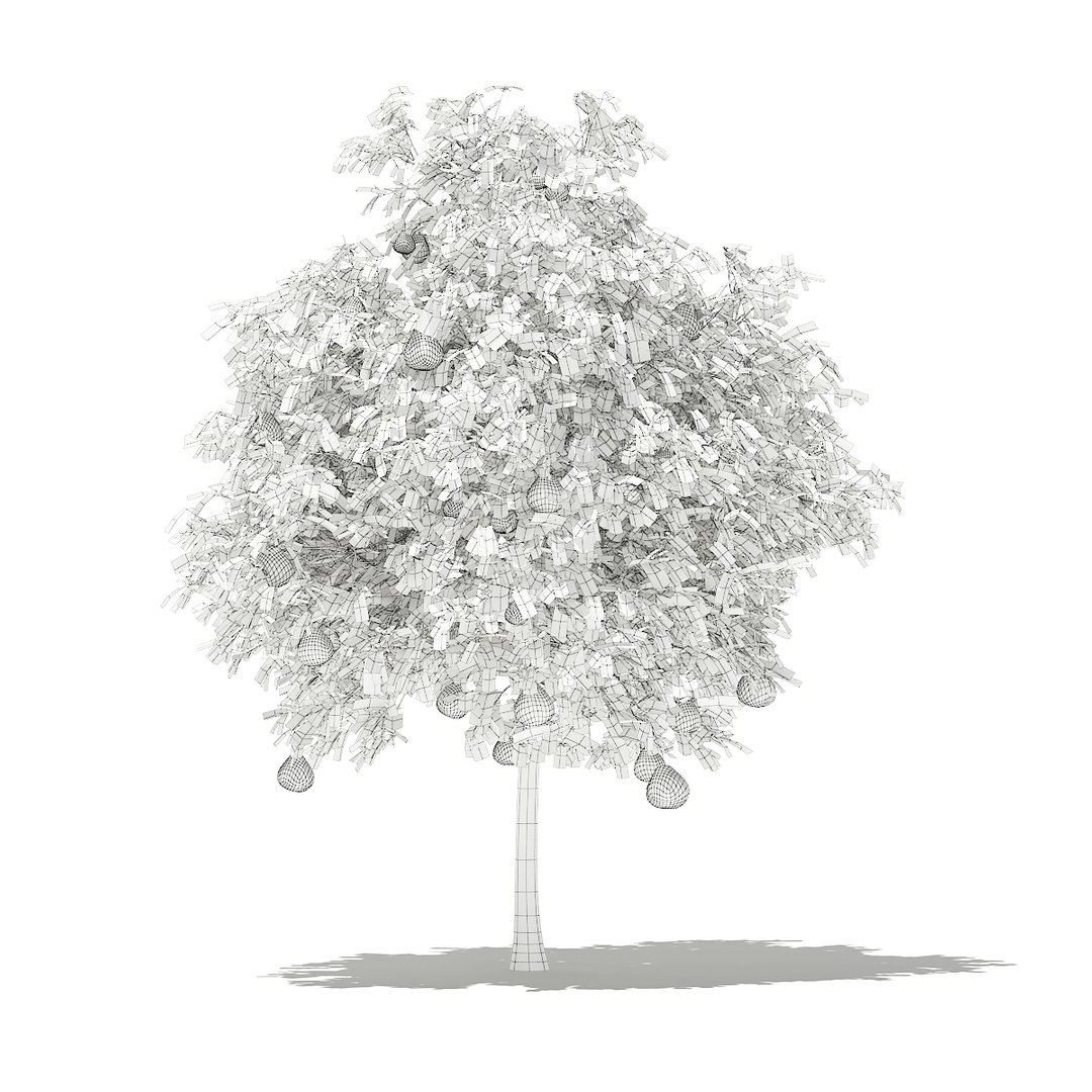 3D Model Pomelo Tree Fruits 2 - TurboSquid 1306726