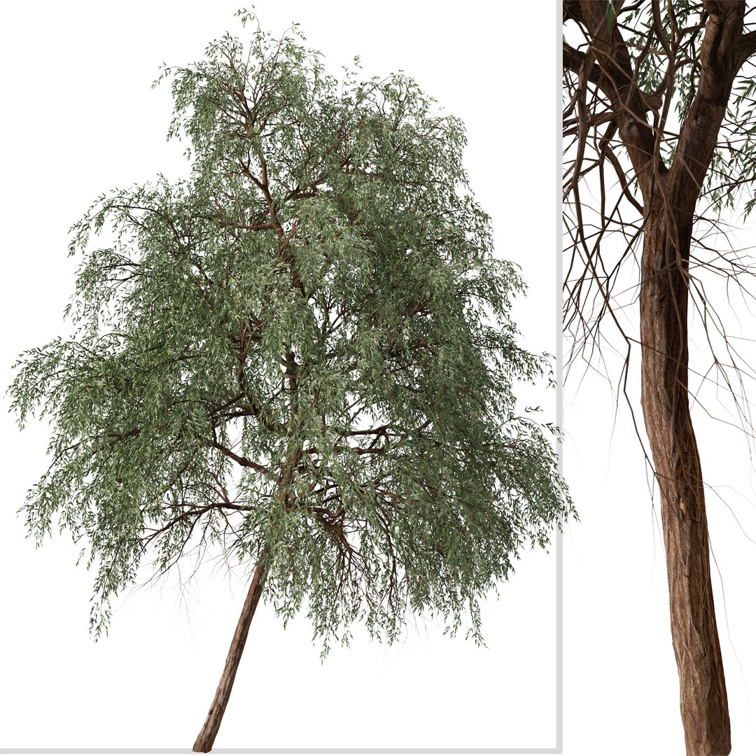 Set Of Eucalyptus Sideroxylon Or Red Ironbark Tree 3D Model ...