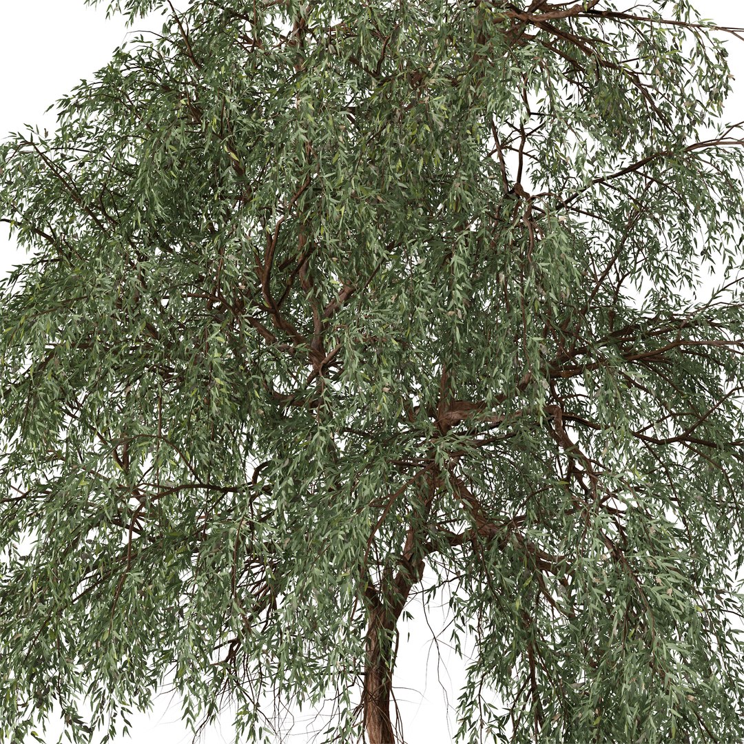 Set Of Eucalyptus Sideroxylon Or Red Ironbark Tree 3D Model ...