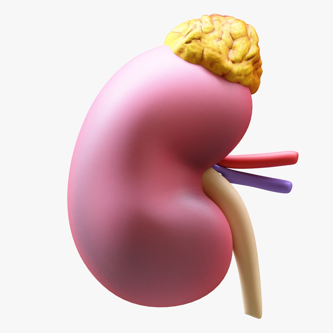 3D Human Kidney Anatomy Cross Section - TurboSquid 2062410
