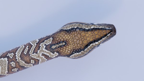 Southern African Rock Python - Animated 3D model - TurboSquid 1833829