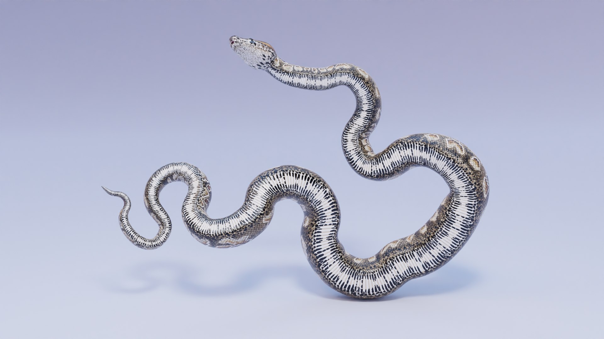 Southern African Rock Python - Animated 3D Model - TurboSquid 1833829