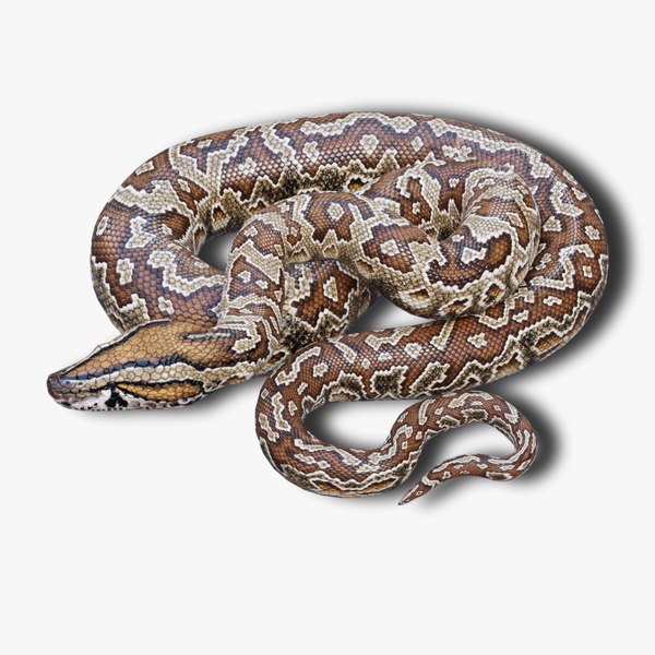 Südlicher Afrikanischer Felsenpython - Animiert 3D-Modell - TurboSquid ...