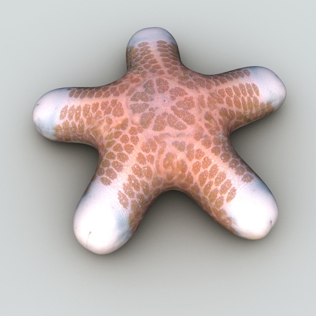cushion starfish 3d 3ds