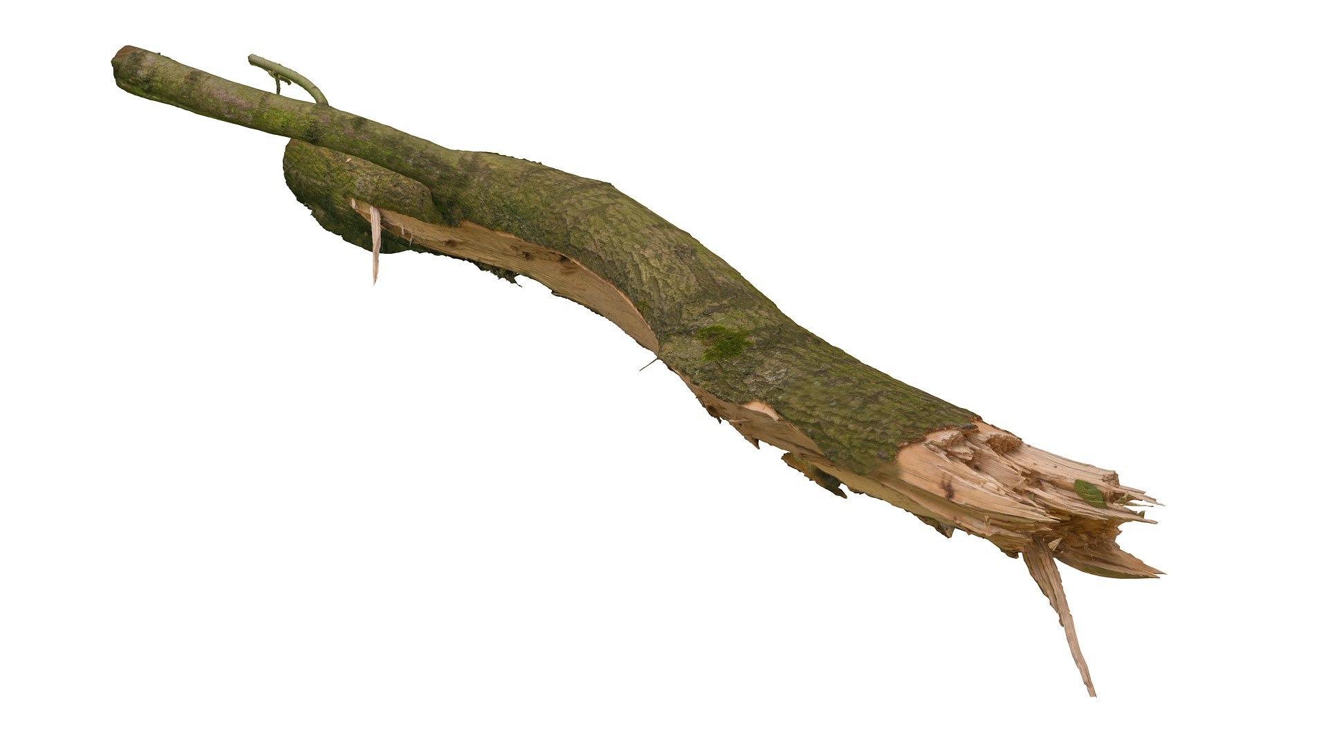3d Model Scanned 8k Branch Broken