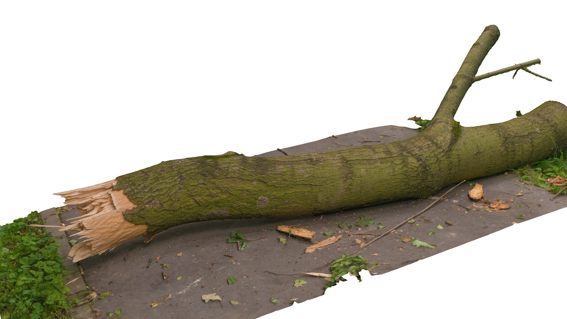 3d Model Scanned 8k Branch Broken