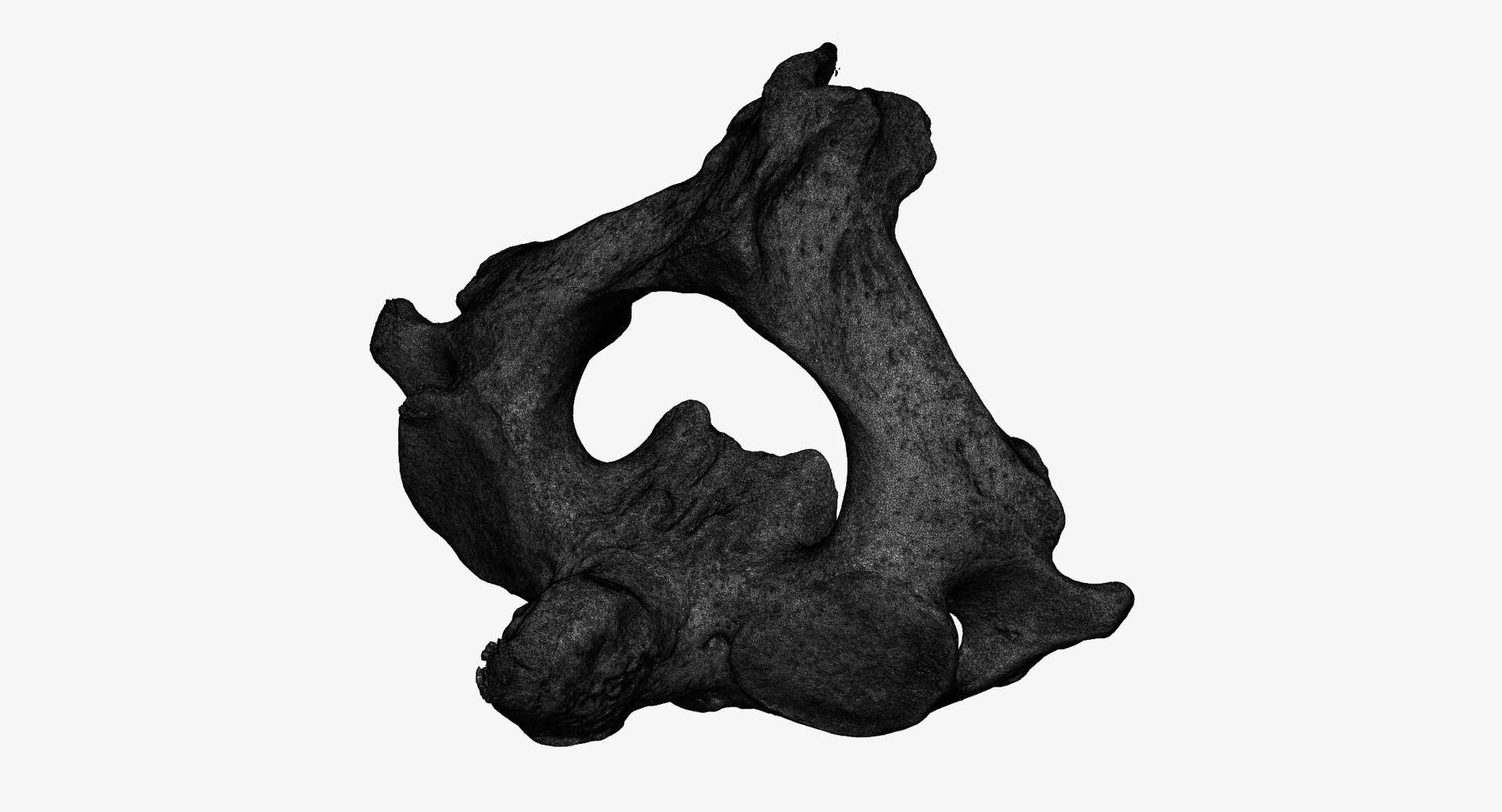 3D Model Cervical Vertebrae C2 Axis - TurboSquid 1533790