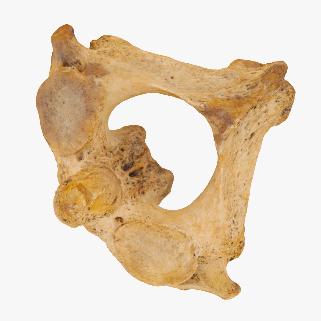 3D model cervical vertebrae c2 axis - TurboSquid 1533790