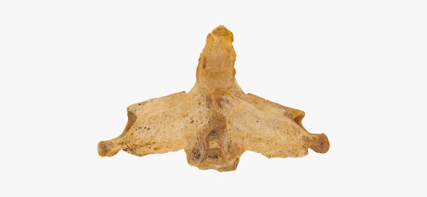 3D model cervical vertebrae c2 axis - TurboSquid 1533790
