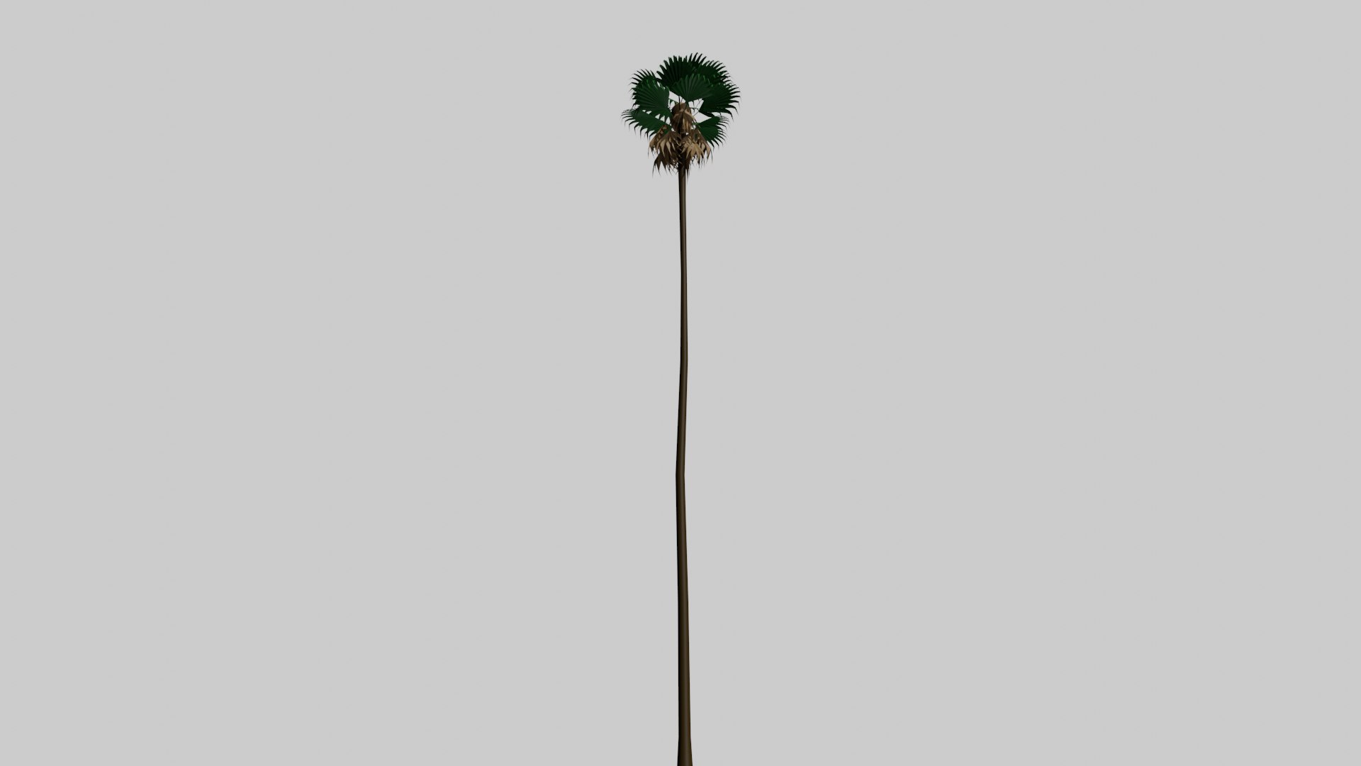 Simple Fan Palm 3D Model - TurboSquid 2210782
