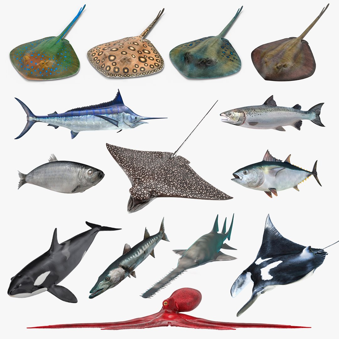 3D fishes 5 model https://p.turbosquid.com/ts-thumb/Gw/Ii6K0Y/5QOwevdY ...