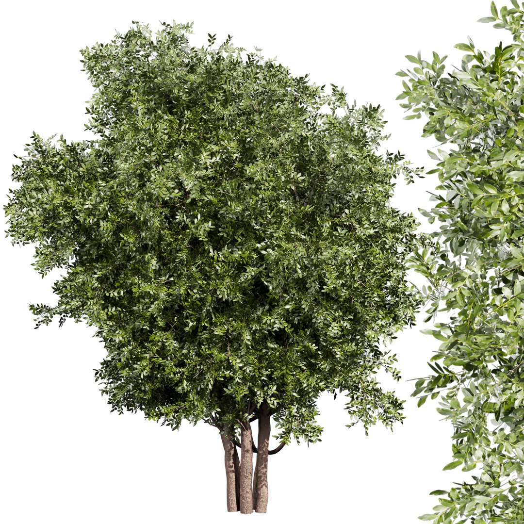 3D Model Collection Plant Vol 527 - Urban Environment - Tree - Bay ...