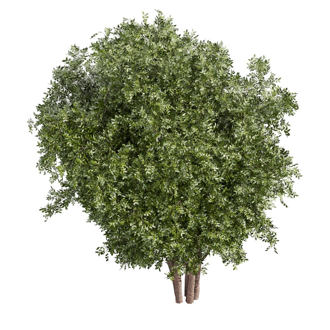 3D Model Collection Plant Vol 527 - Urban Environment - Tree - Bay ...