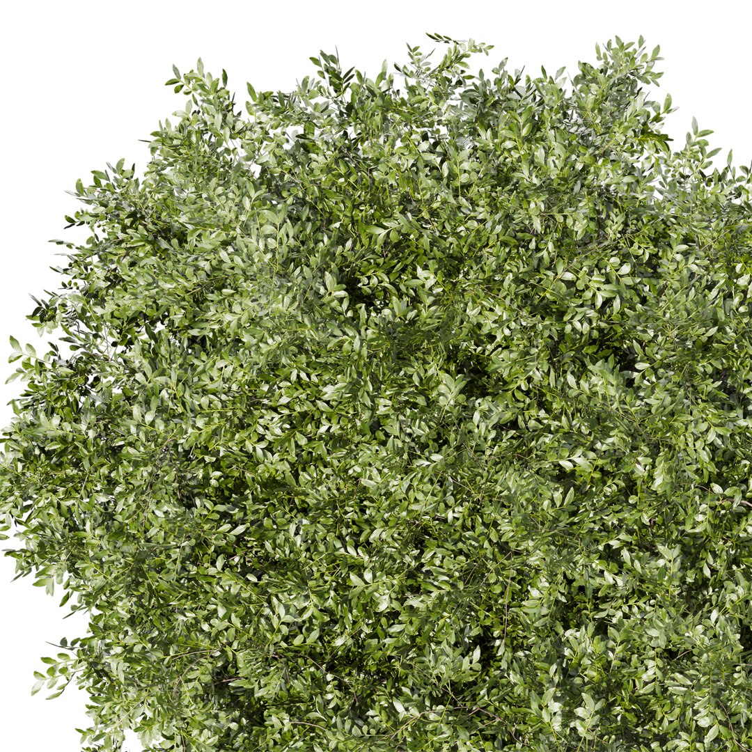 3D Model Collection Plant Vol 527 - Urban Environment - Tree - Bay ...
