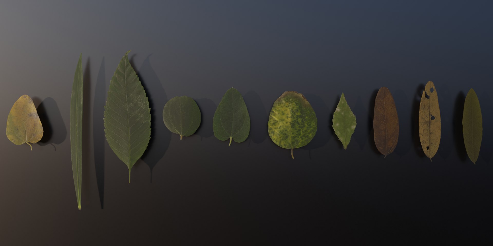 Pack 10 leaves model - TurboSquid 1653322
