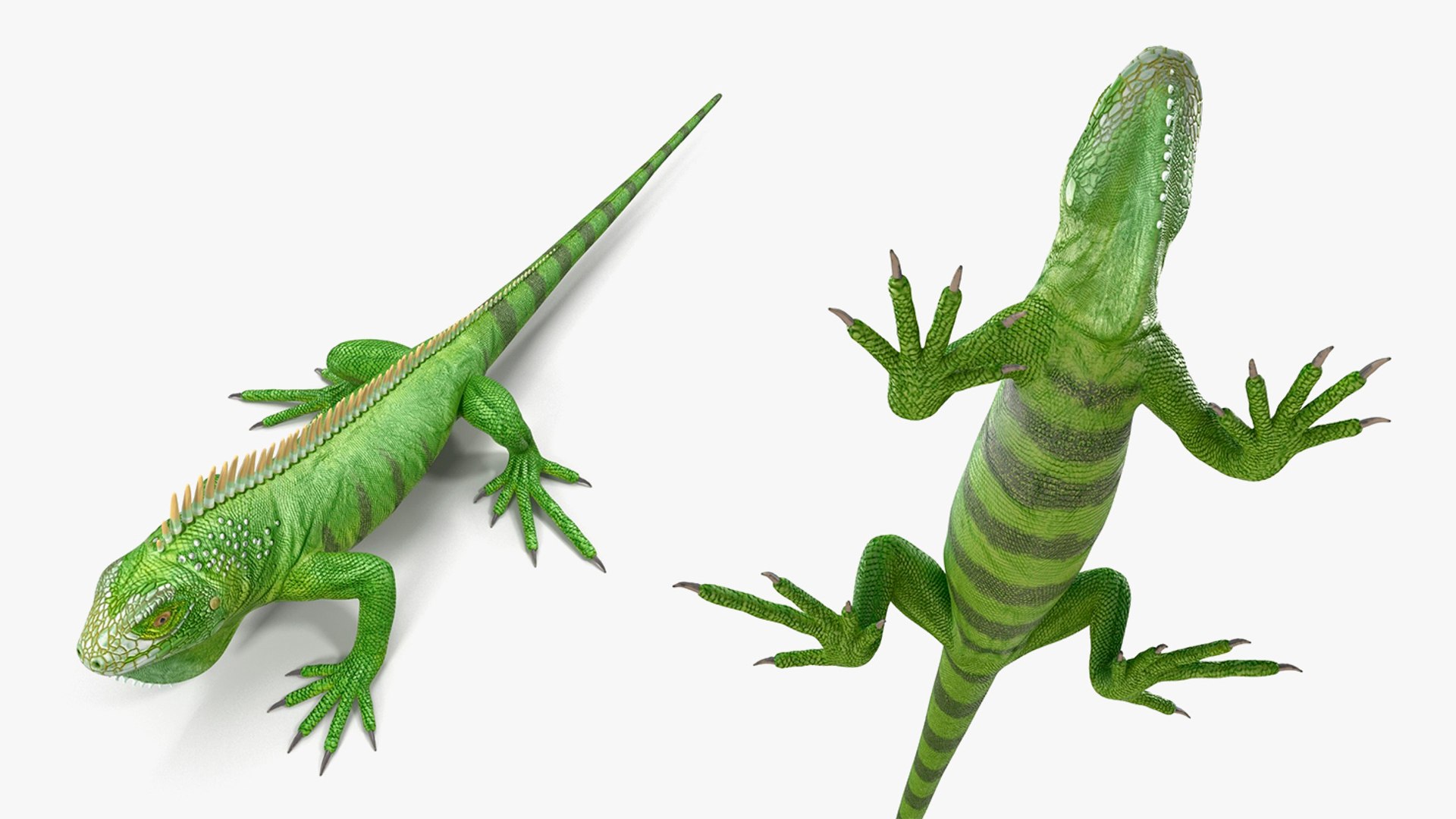 3D Rigged Lizards Collection 3 - TurboSquid 1984564
