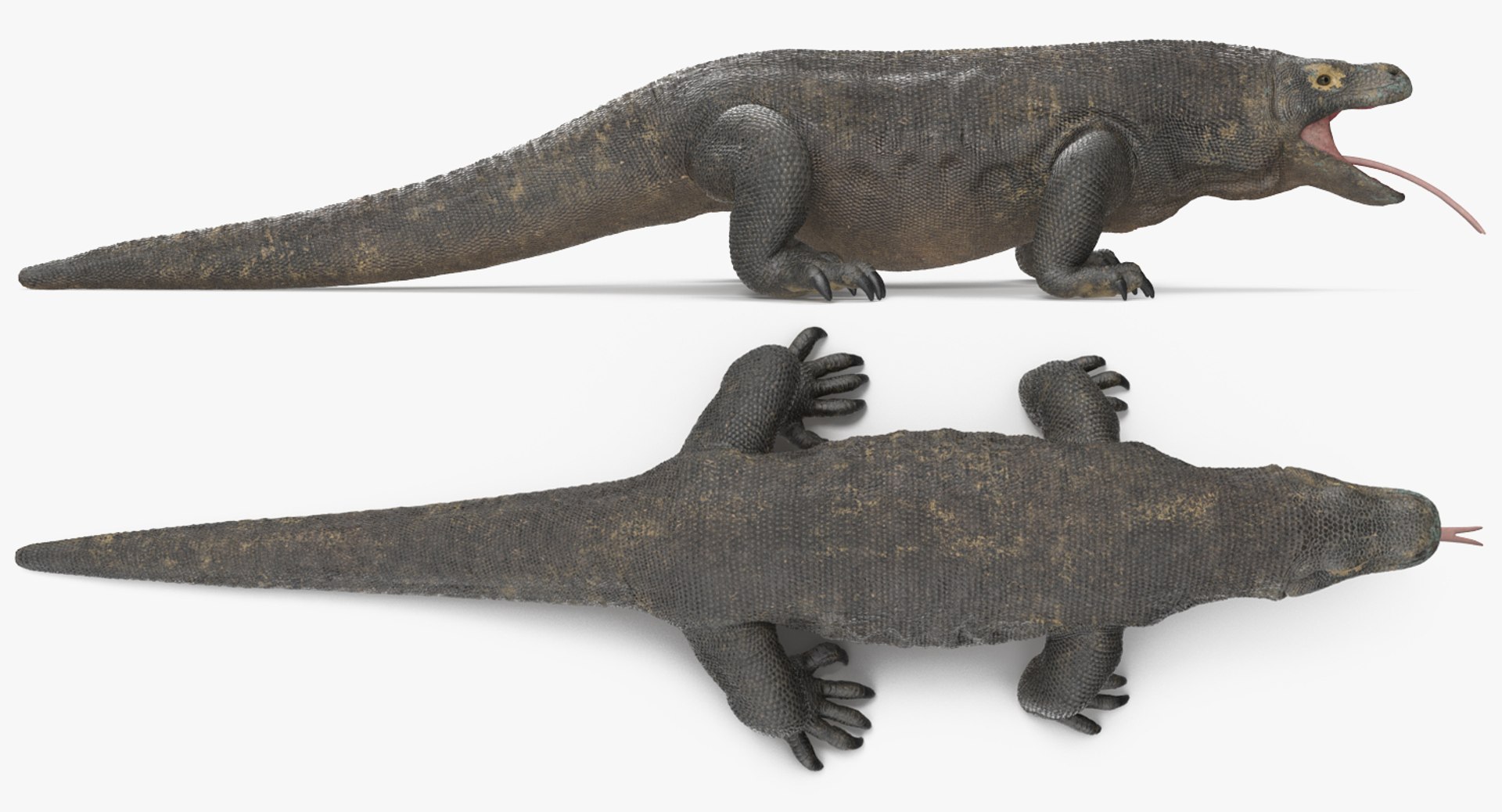 3D Rigged Lizards Collection 3 - TurboSquid 1984564