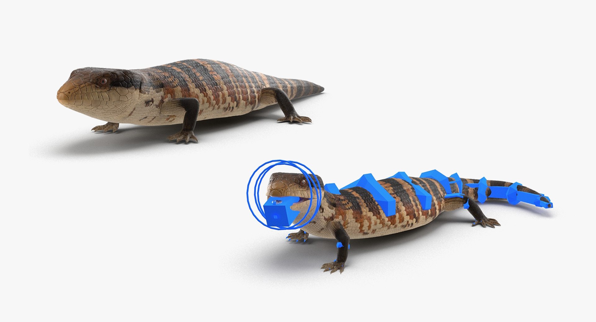 3D Rigged Lizards Collection 3 - TurboSquid 1984564