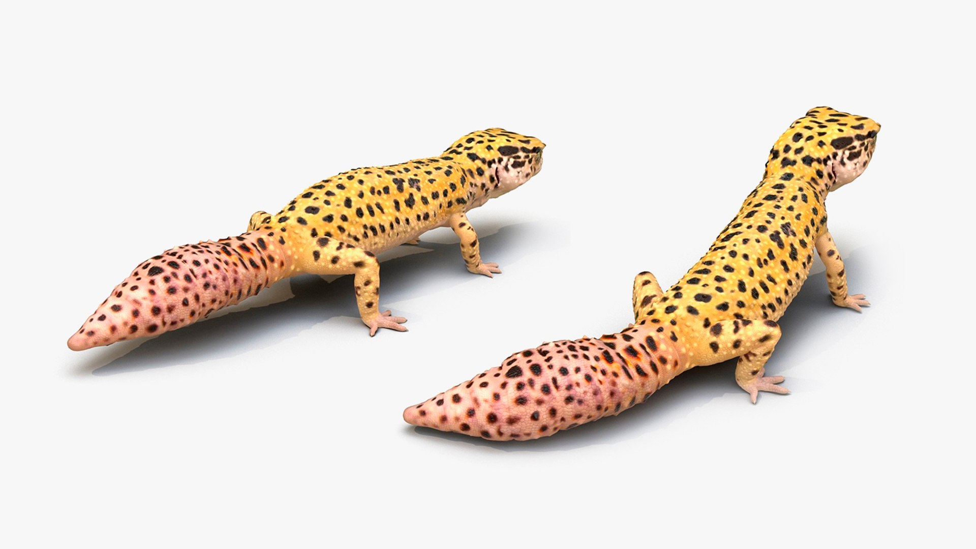 3D Rigged Lizards Collection 3 - TurboSquid 1984564