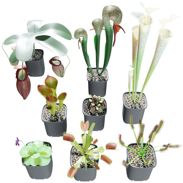 3d drosera sundews carnivorous model