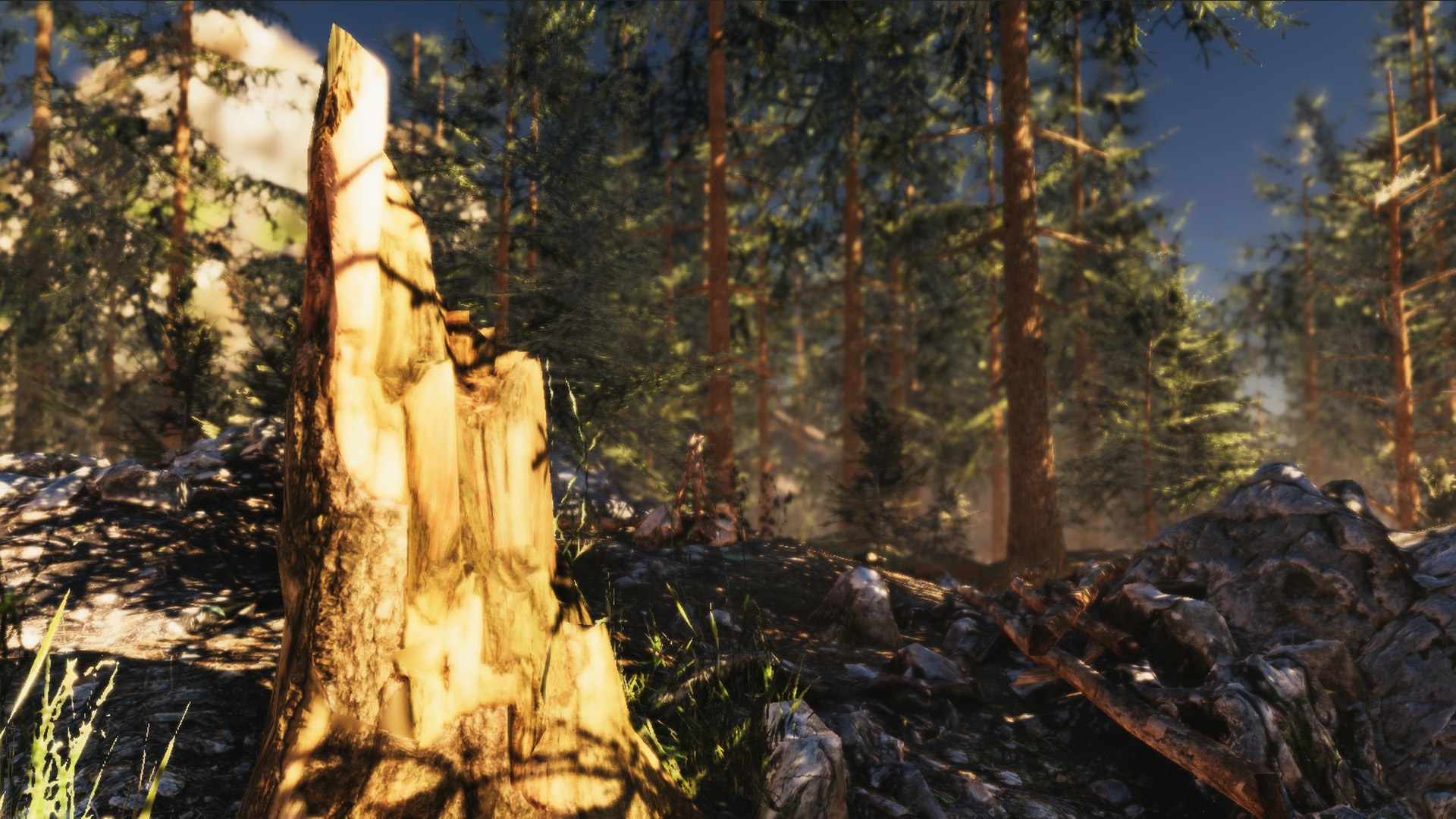 10 Photo-scanned Conifer Stumps 3D Model - TurboSquid 1818887