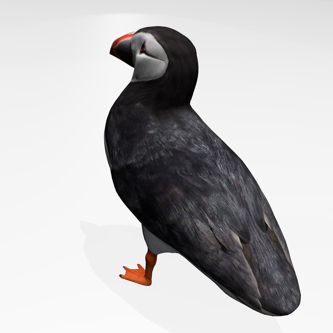 3dsmax Puffin
