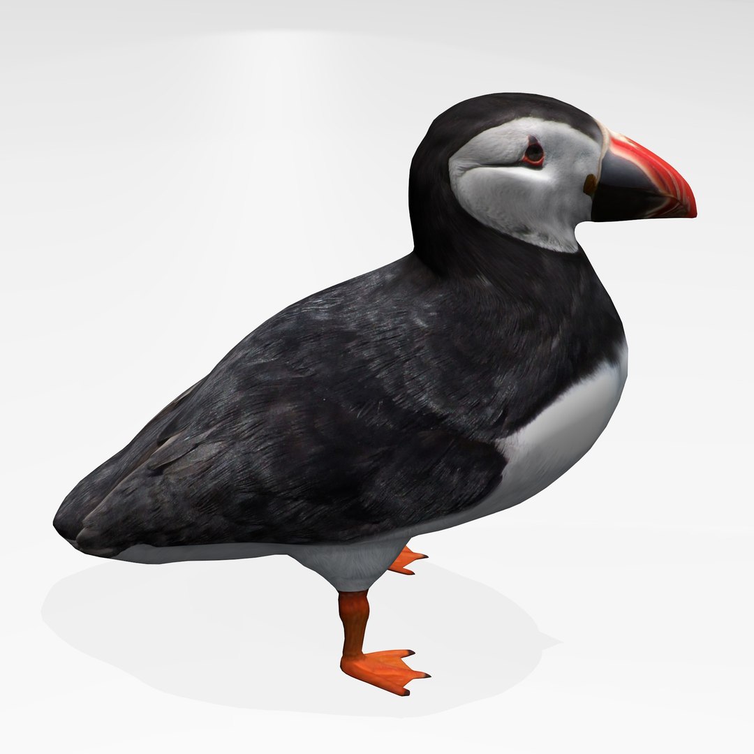 3dsmax Puffin