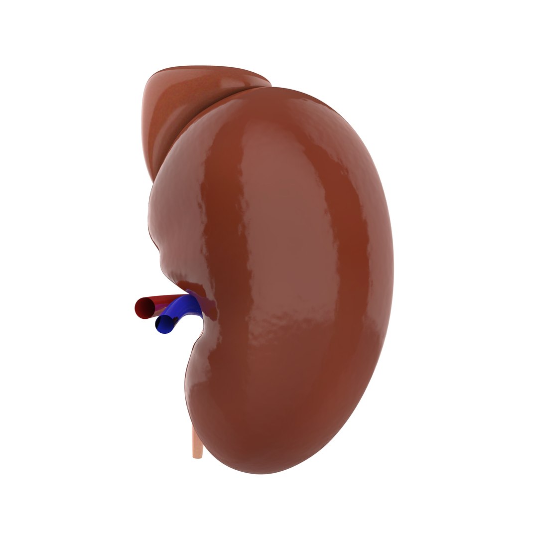 3D Human Kidney Dissection Model - TurboSquid 1367462