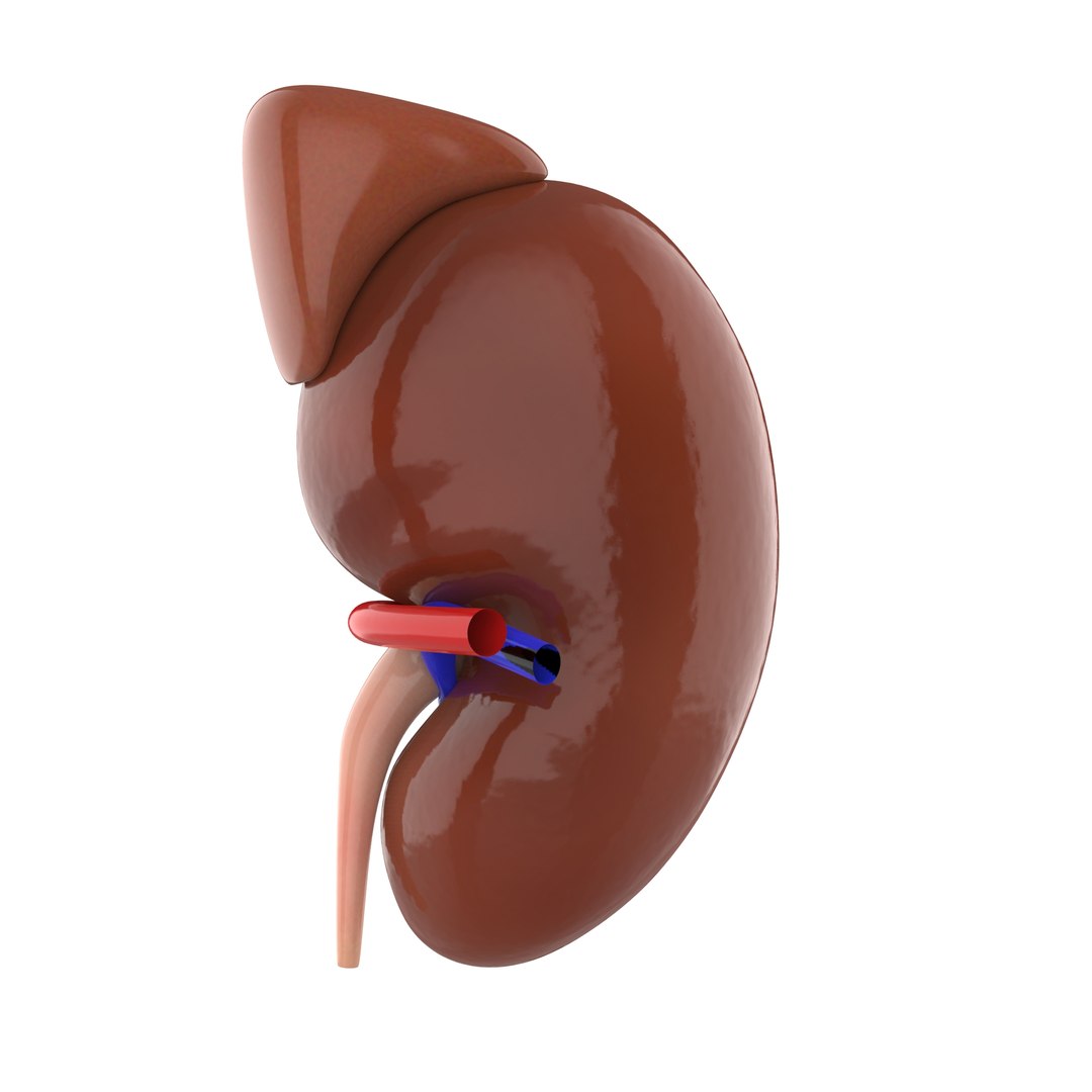 3D Human Kidney Dissection Model - TurboSquid 1367462