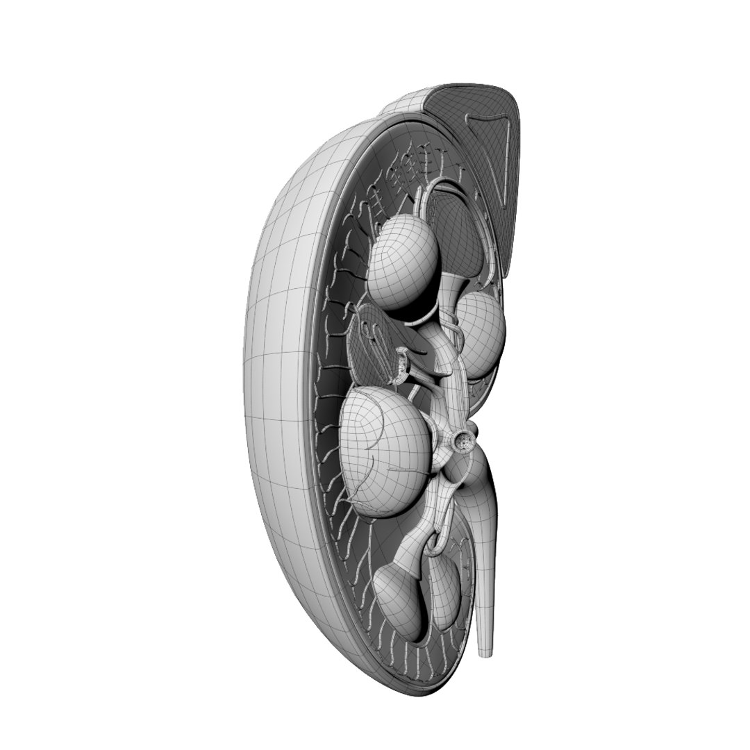 3D Human Kidney Dissection Model - TurboSquid 1367462