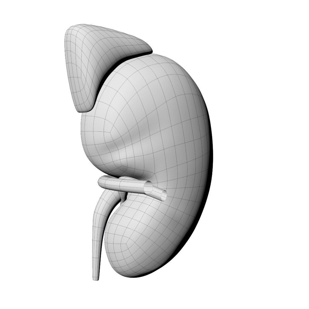 3D Human Kidney Dissection Model - TurboSquid 1367462