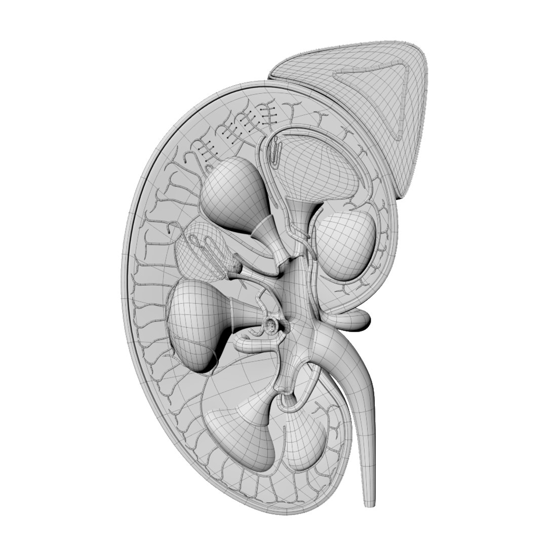 3D Human Kidney Dissection Model - TurboSquid 1367462